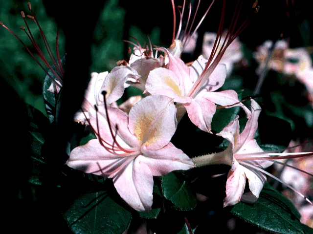 Rhododendron viscosum (Swamp Azalea) Seed Description
