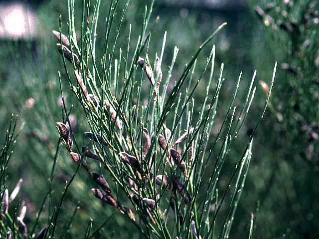 Cytisus scoparius (Scotch Broom) Seed Description