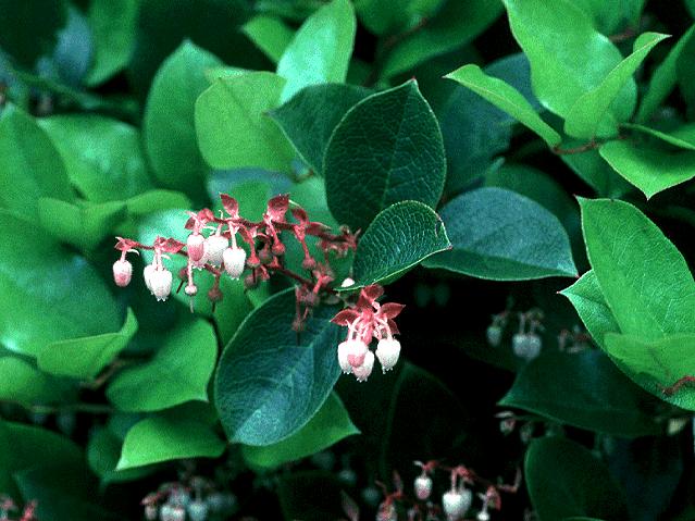 Gaultheria shallon (Salal) Seed Description