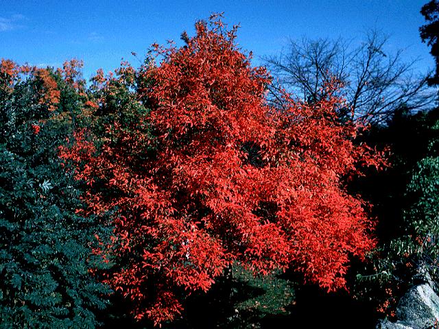 Acer triflorum d.w. (Three-flower Maple) Seed Description