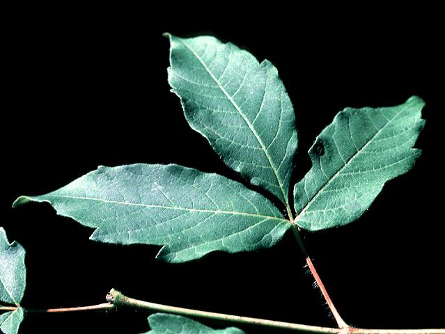 Acer triflorum d.w. (Three-flower Maple) Seed Description