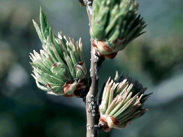 Eucommia ulmoides (Hardy Rubber Tree) Seed Description