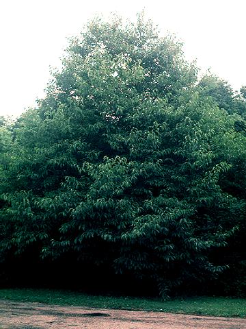 Eucommia ulmoides (Hardy Rubber Tree) Seed Description