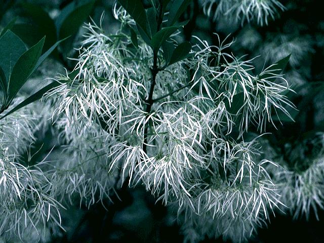 Chionanthus virginicus (White Fringe Tree) Seed Description