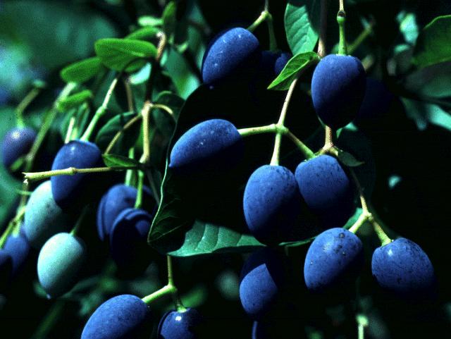 Chionanthus virginicus (White Fringe Tree) Seed Description